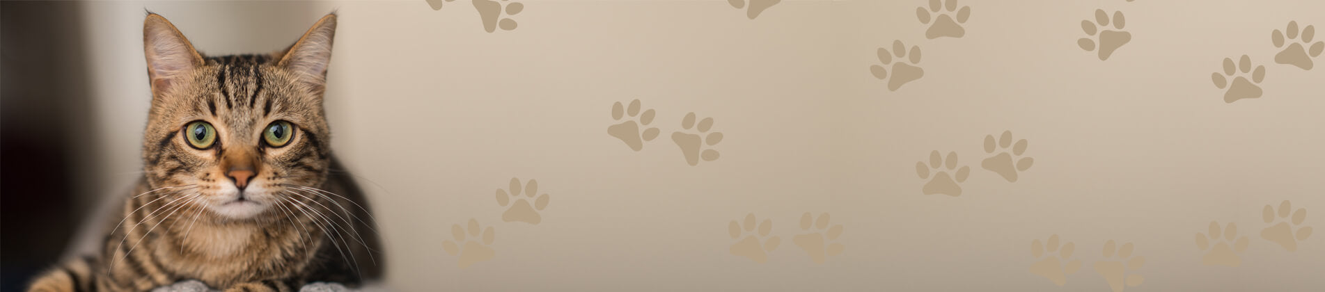 Cat Pet Store | Shop at Emmy's Best Pet Products Today