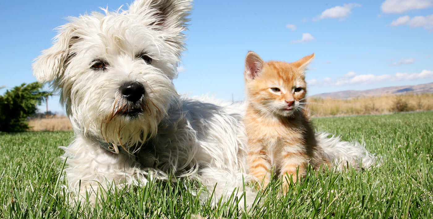 Natural Pet Store | Browse Emmy’s Best Pet Products